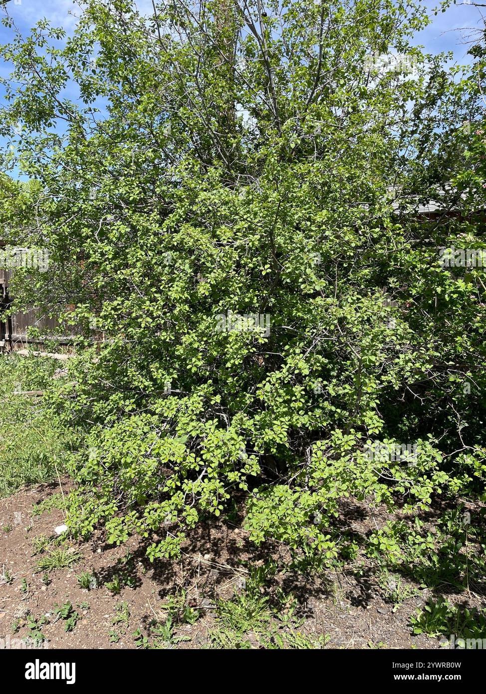 common buckthorn (Rhamnus cathartica Stock Photo - Alamy
