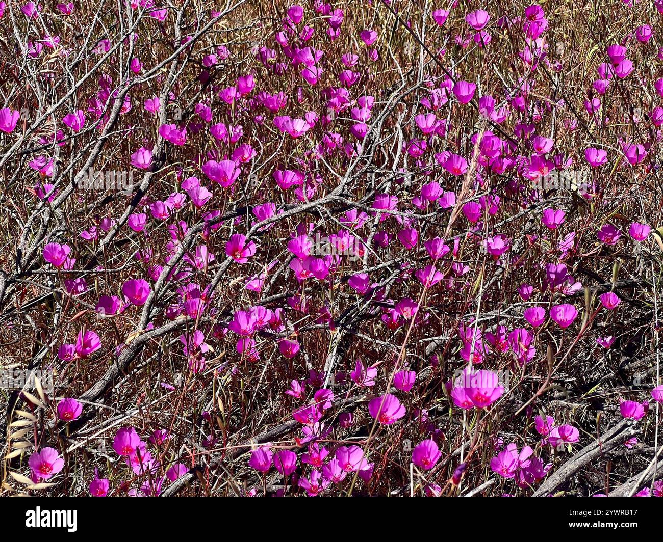 ruby chalice clarkia (Clarkia rubicunda Stock Photo - Alamy