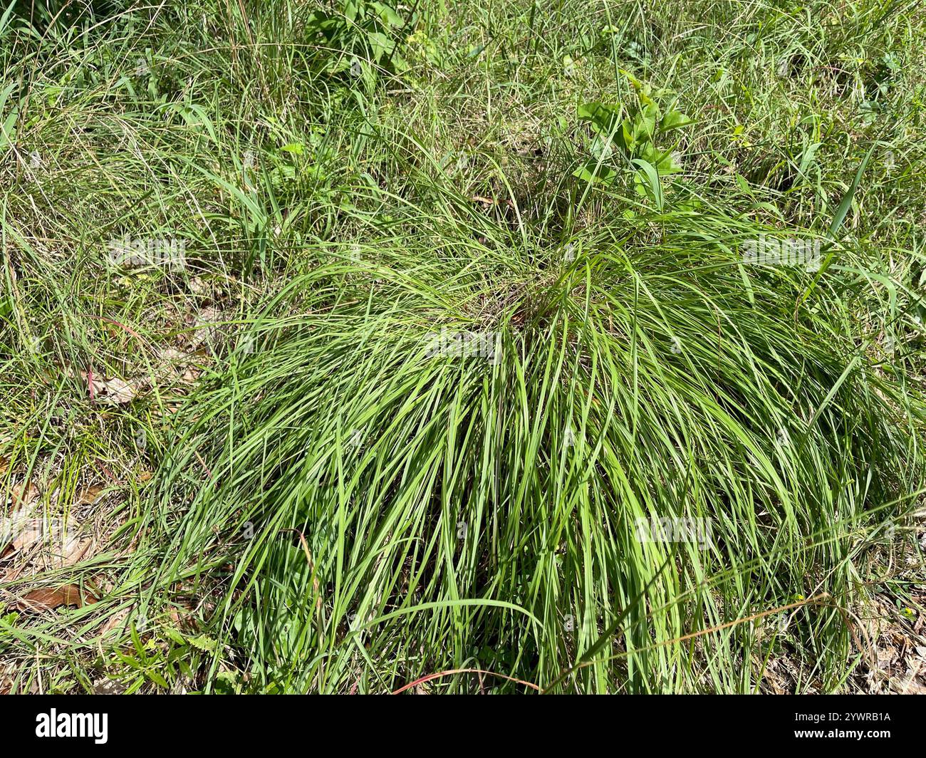 eastern gamagrass (Tripsacum dactyloides Stock Photo - Alamy
