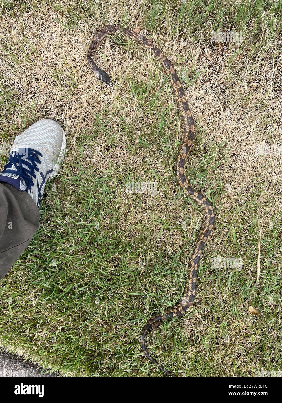 Western Ratsnake (Pantherophis obsoletus Stock Photo - Alamy