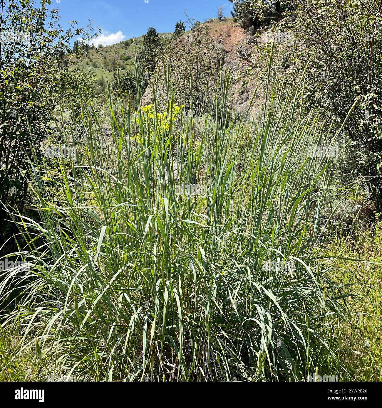Leymus cinereus hi-res stock photography and images - Alamy