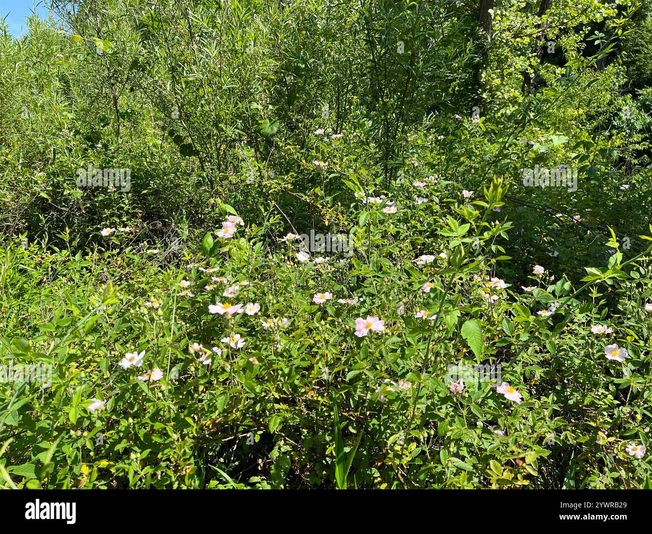 climbing prairie rose (Rosa setigera Stock Photo - Alamy