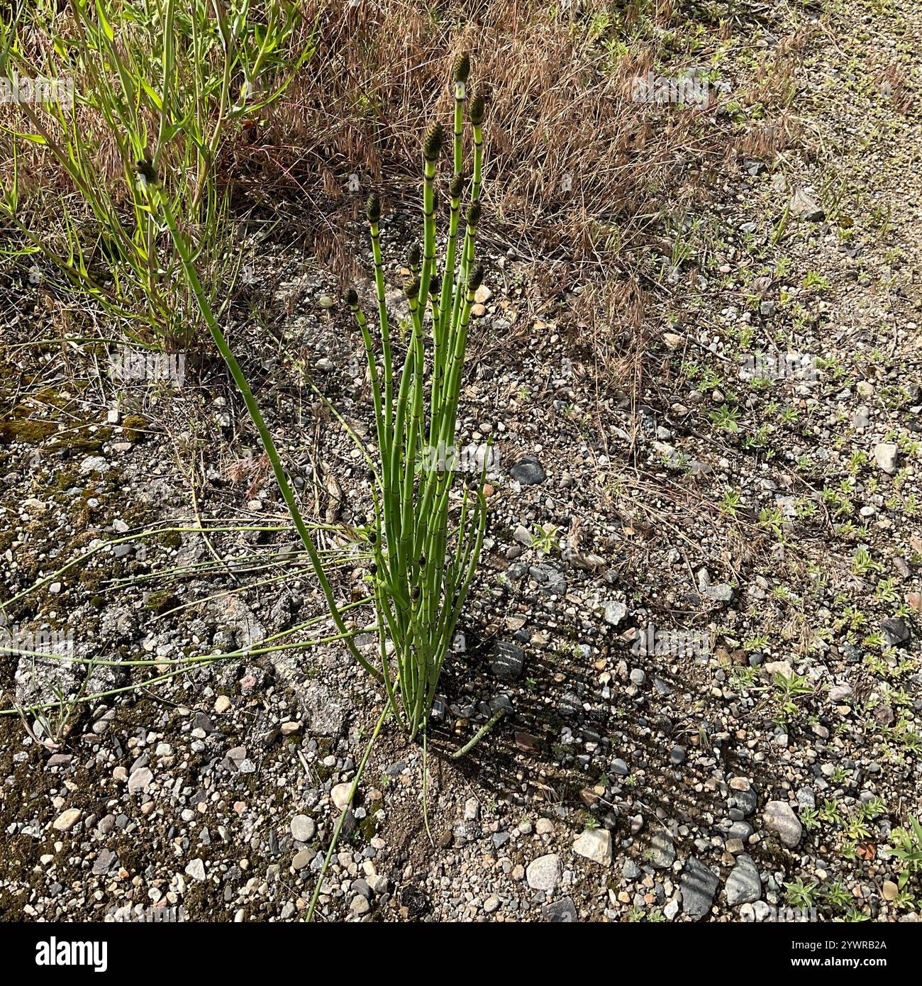 smooth horsetail (Equisetum laevigatum Stock Photo - Alamy