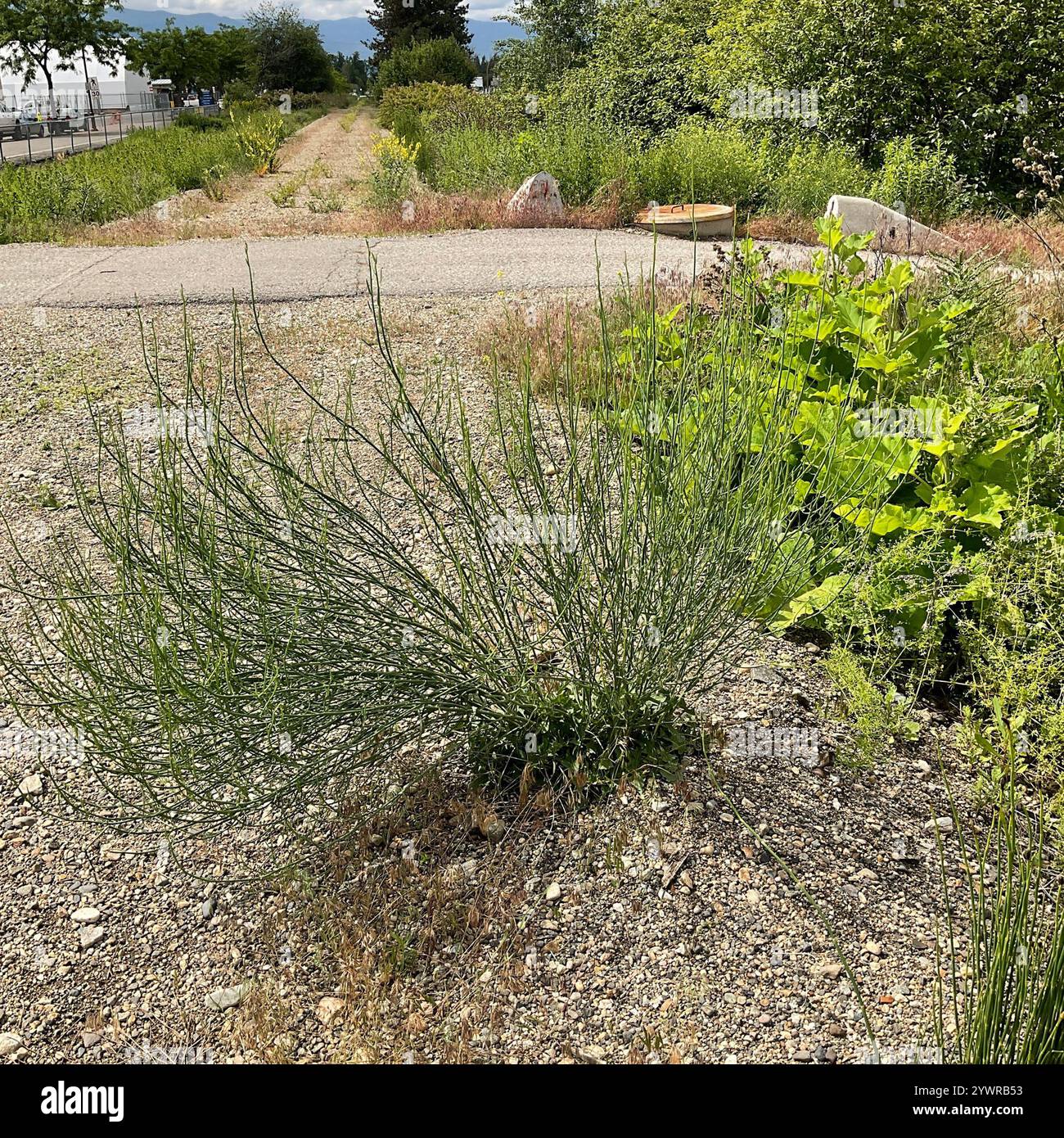 Rush Skeletonweed (Chondrilla juncea Stock Photo - Alamy