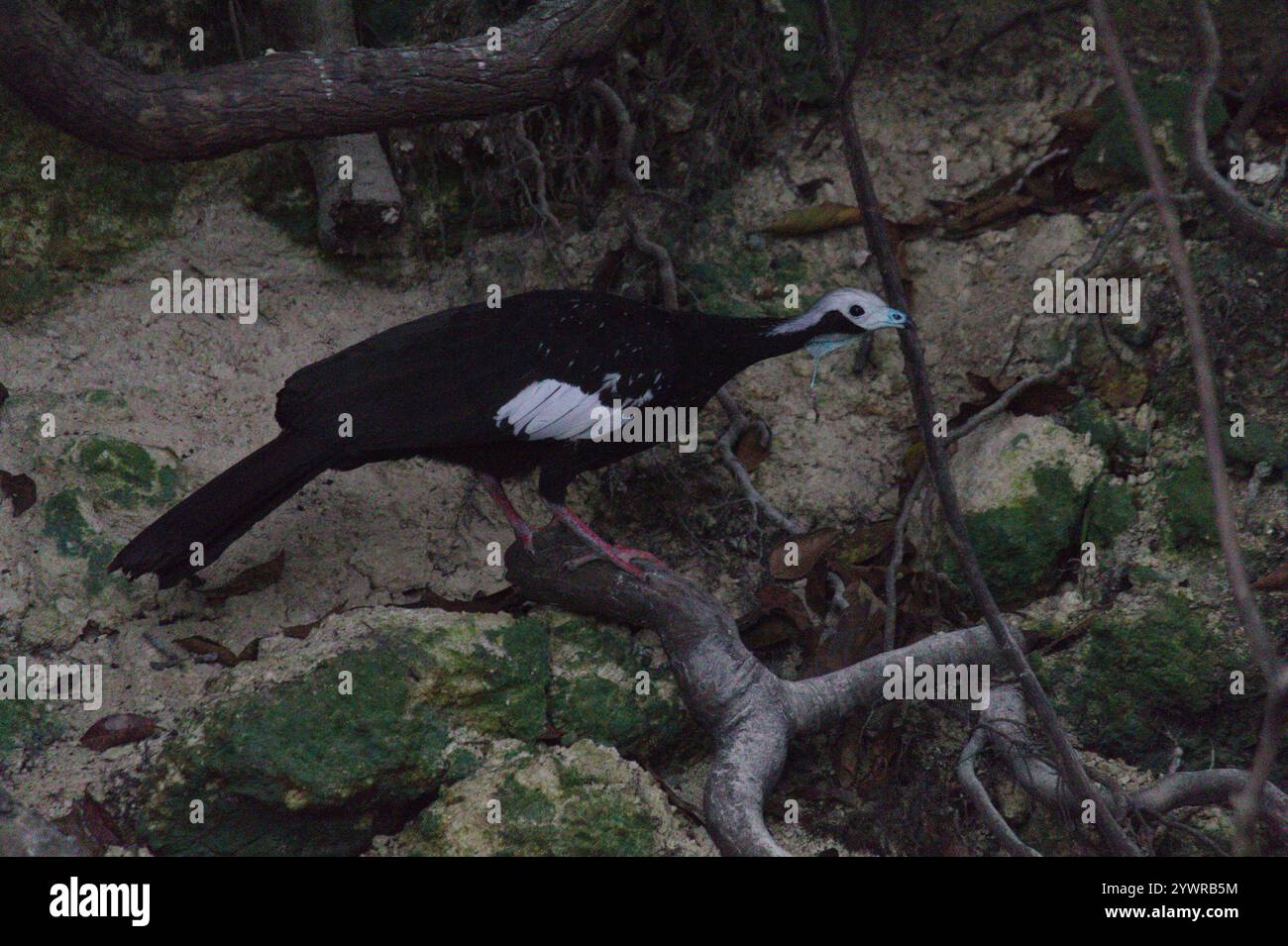 White-throated Piping-Guan (Pipile grayi Stock Photo - Alamy