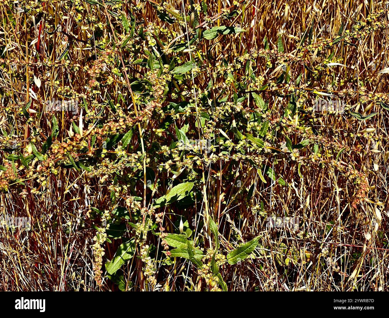 fiddle dock (Rumex pulcher Stock Photo - Alamy