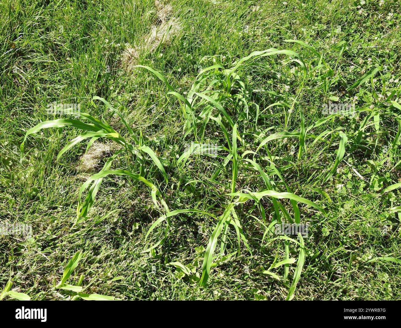 Johnson grass (Sorghum halepense Stock Photo - Alamy