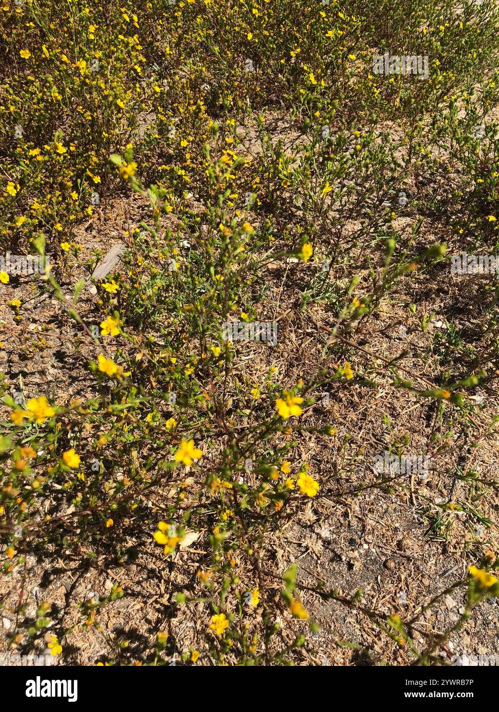 Clustered Tarweed (Deinandra fasciculata Stock Photo - Alamy