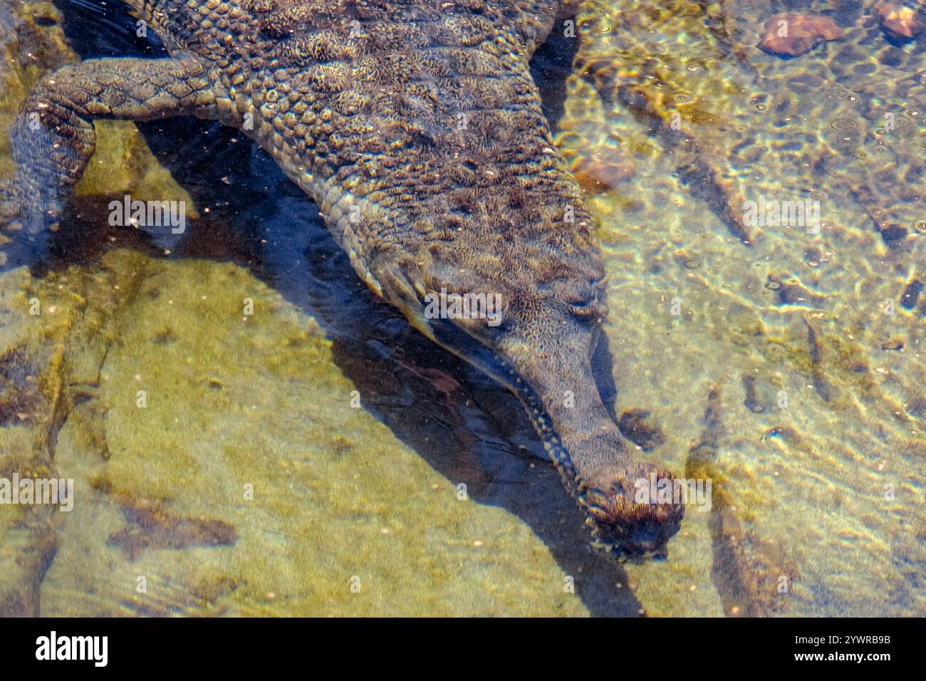 highly endangered Indian gharial or the Indian gavial, Gavialis ...