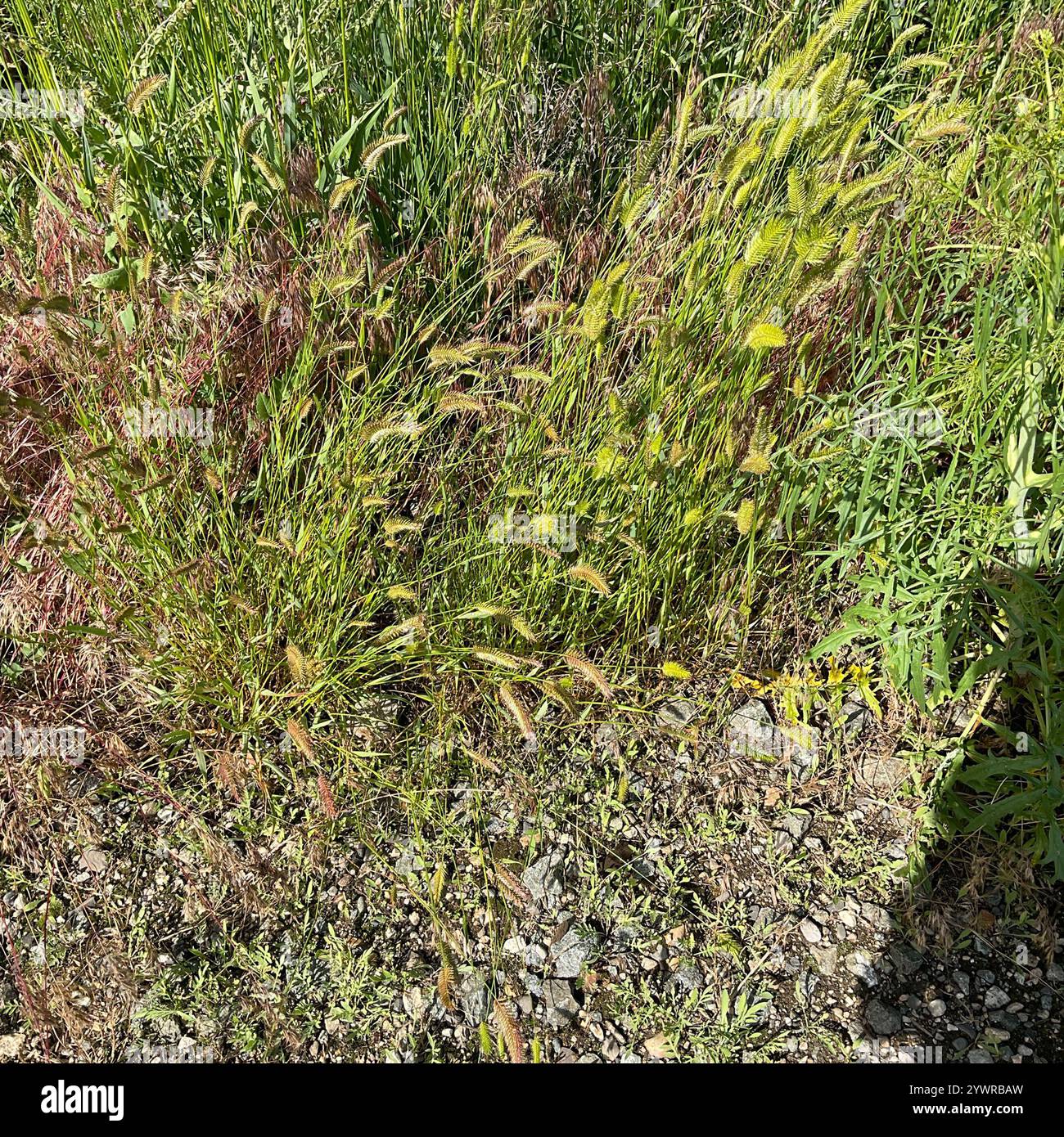 Crested Wheatgrass (Agropyron cristatum Stock Photo - Alamy