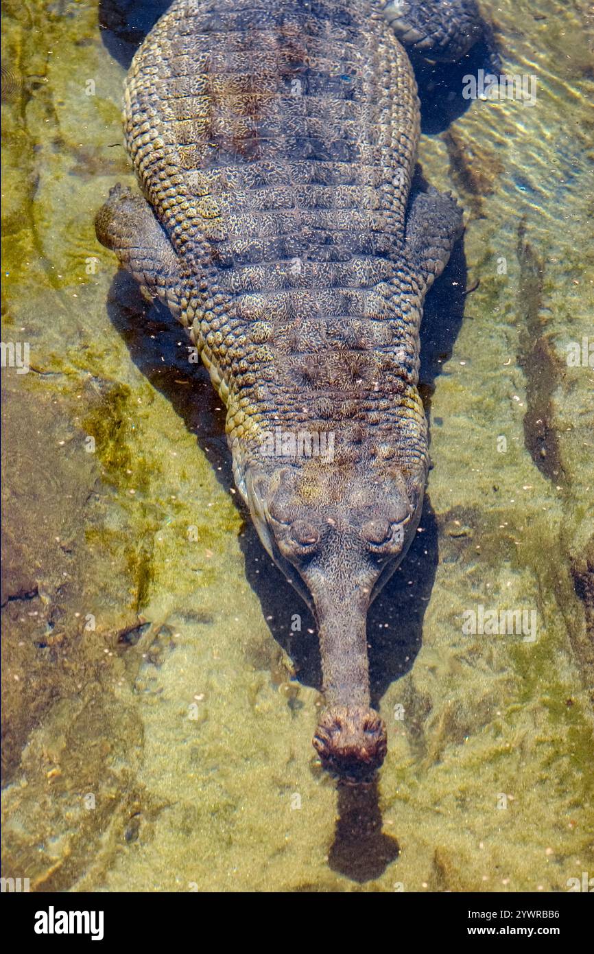 highly endangered Indian gharial or the Indian gavial, Gavialis ...