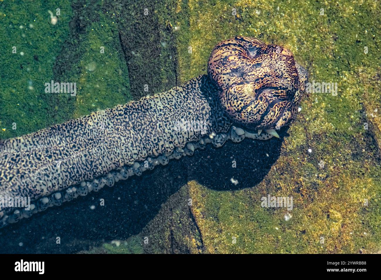 highly endangered Indian gharial or the Indian gavial, Gavialis ...