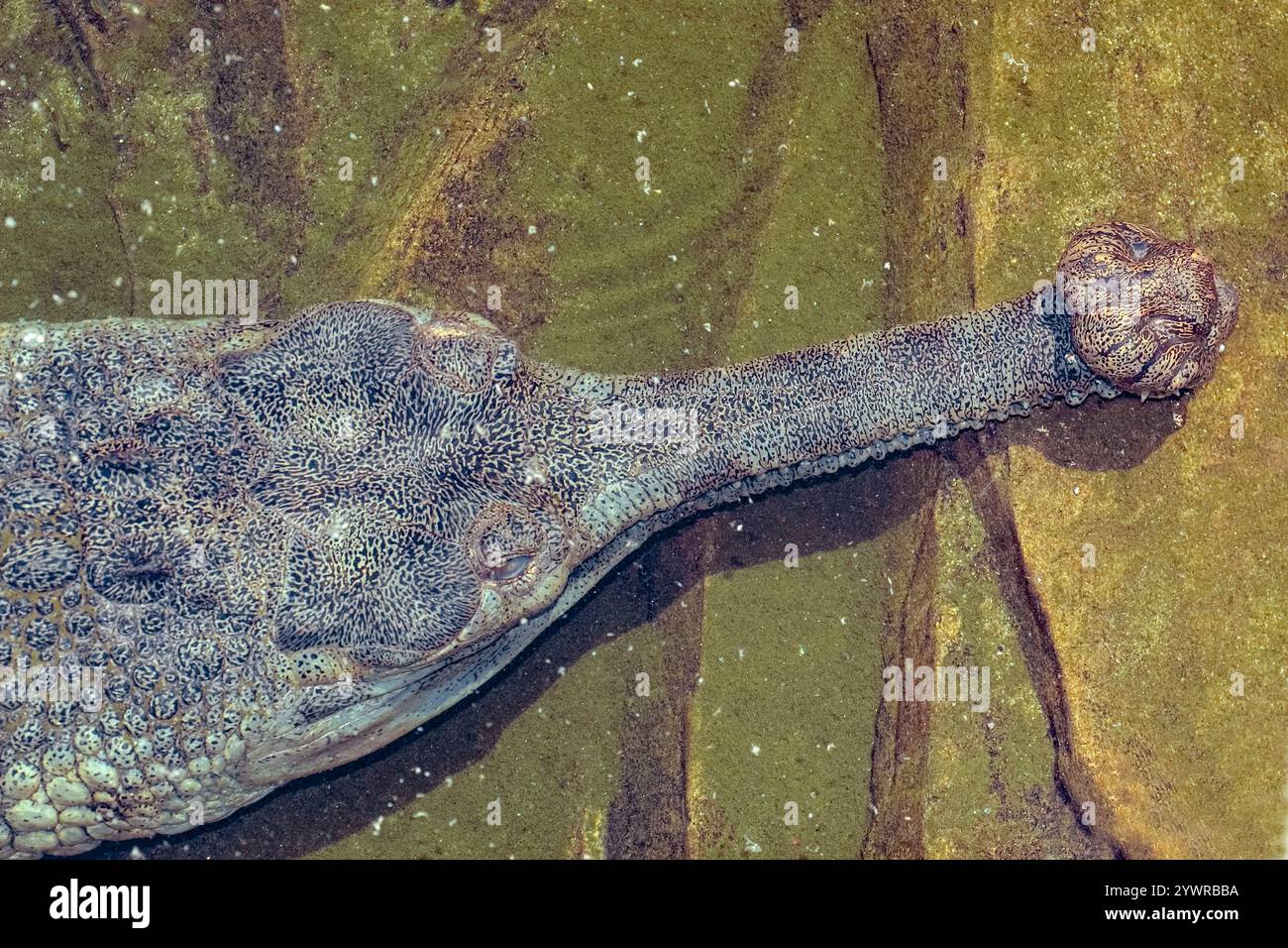 highly endangered Indian gharial or the Indian gavial, Gavialis ...