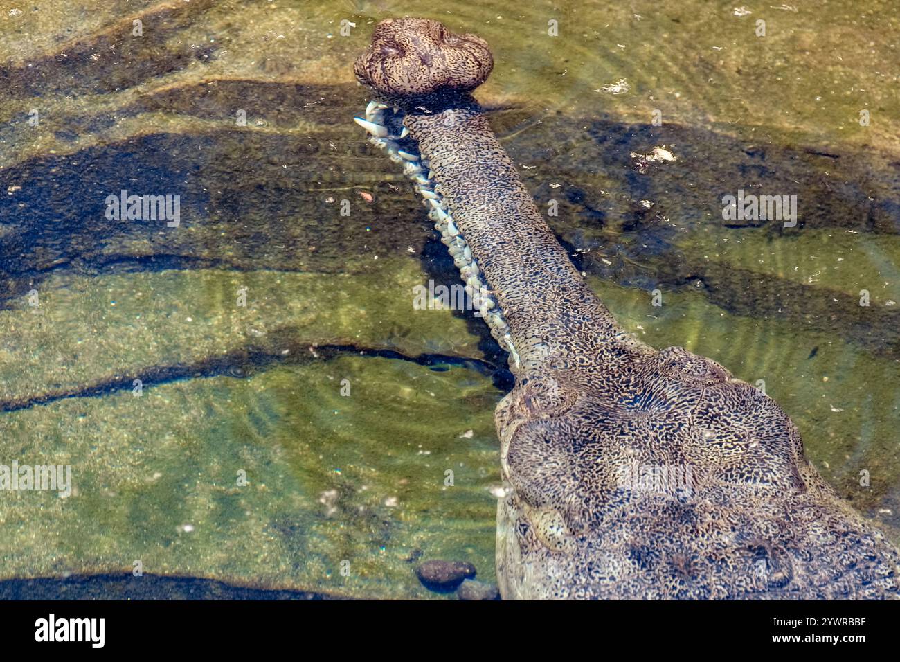 Indian gharial or the Indian gavial, Gavialis gangeticus, (c), note the ...