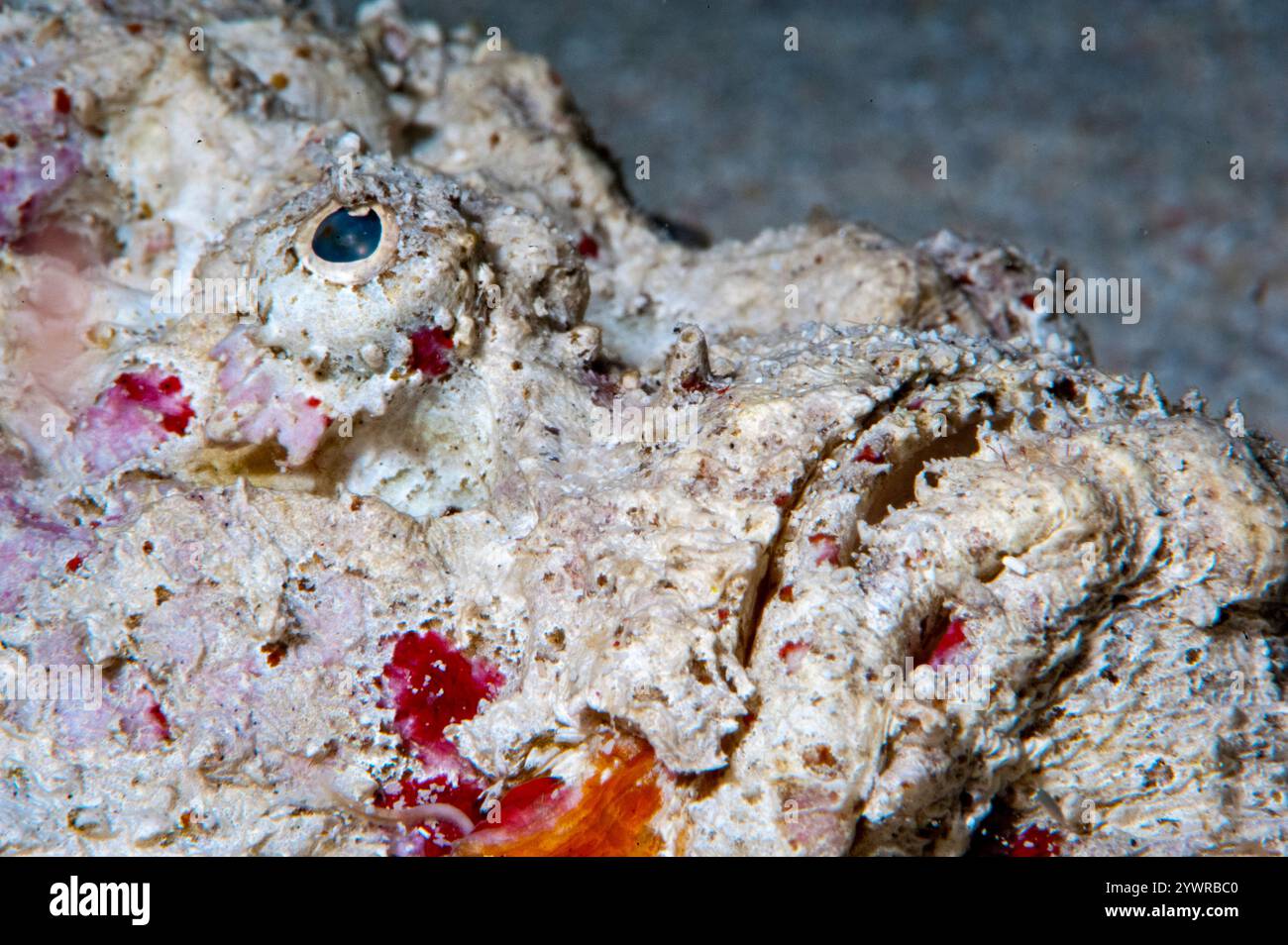 Indo pacific stonefish hi-res stock photography and images - Alamy