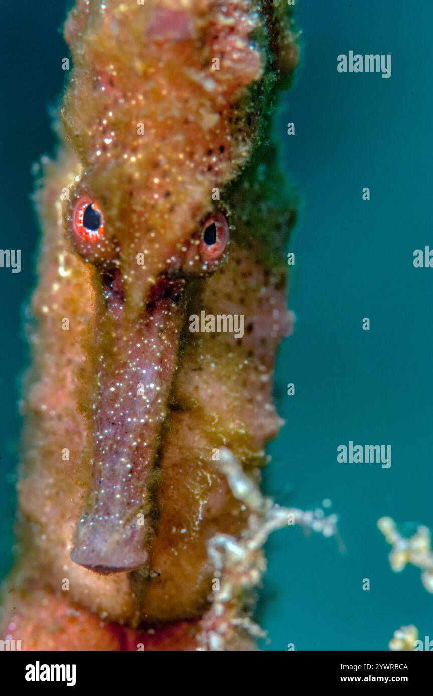 slender seahorse, longsnout seahorse, Hippocampus reidi, Roseau ...