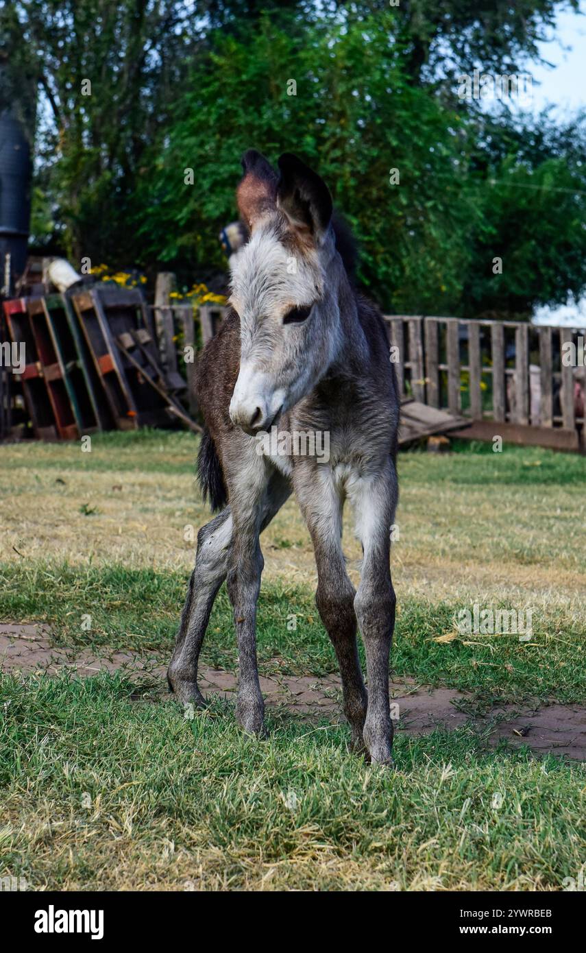 Donkey newborn baby in hi-res stock photography and images - Alamy