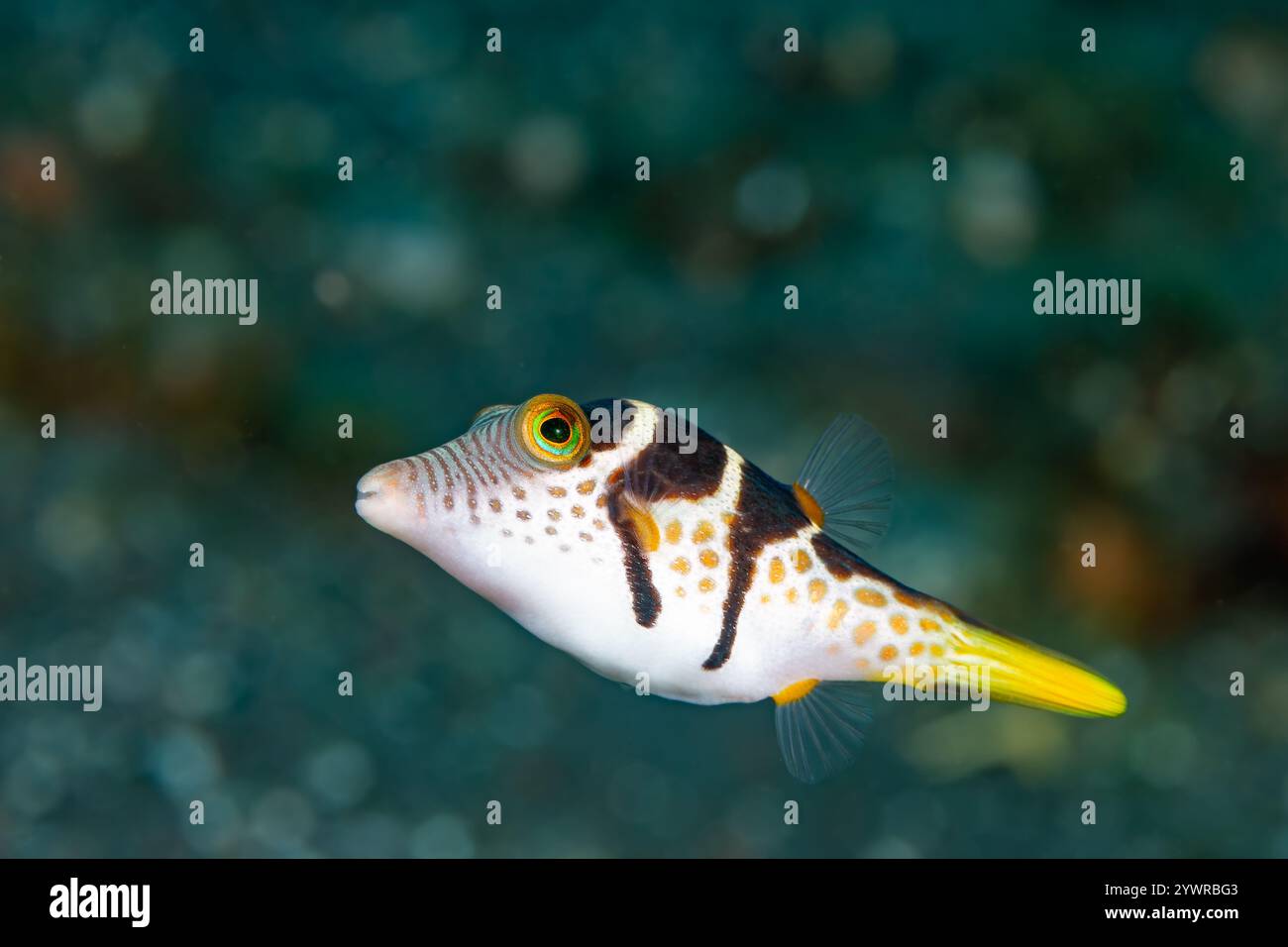 Sharpnosed Puffer (canthigaster valentine) on a coral reef in Bali ...