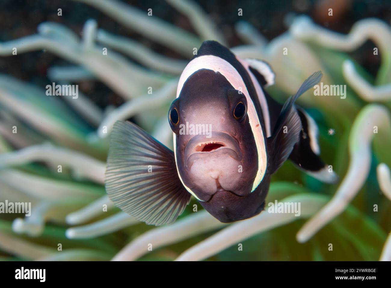Aggressive anemonefish near its host on a tropical coral reef in the ...