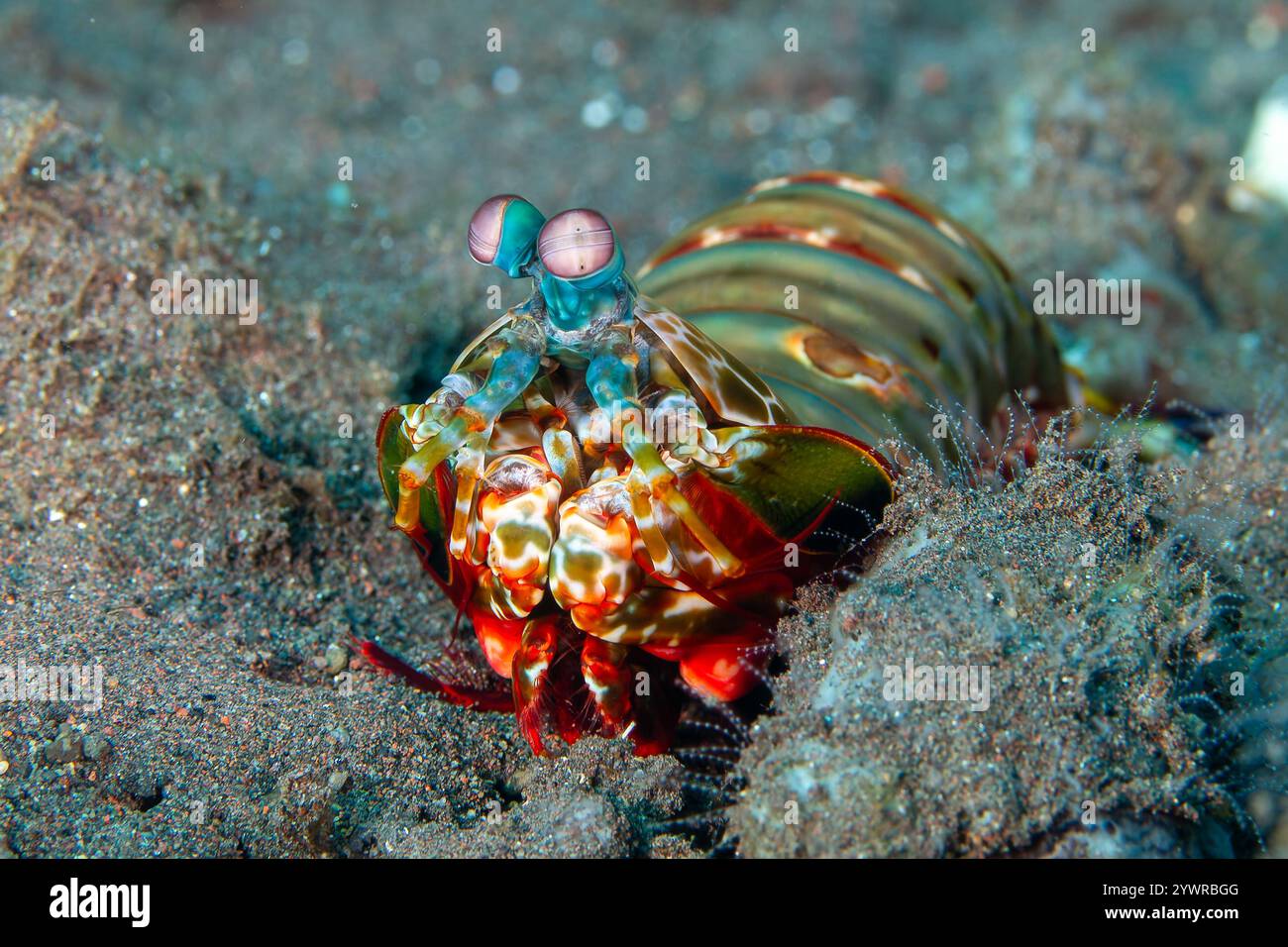 Brightly colored Peacock Mantis Shrimp (Odontodactylus scyllarus) on a ...