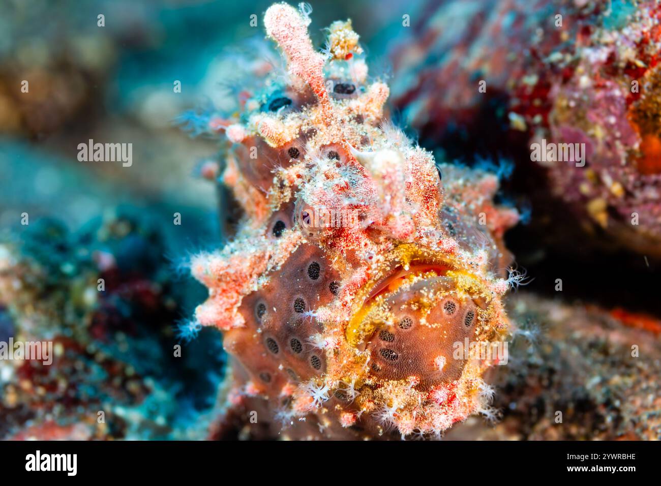 Spotted Painted Frogfish (Antennarius) on a tropical coral reef in Asia ...