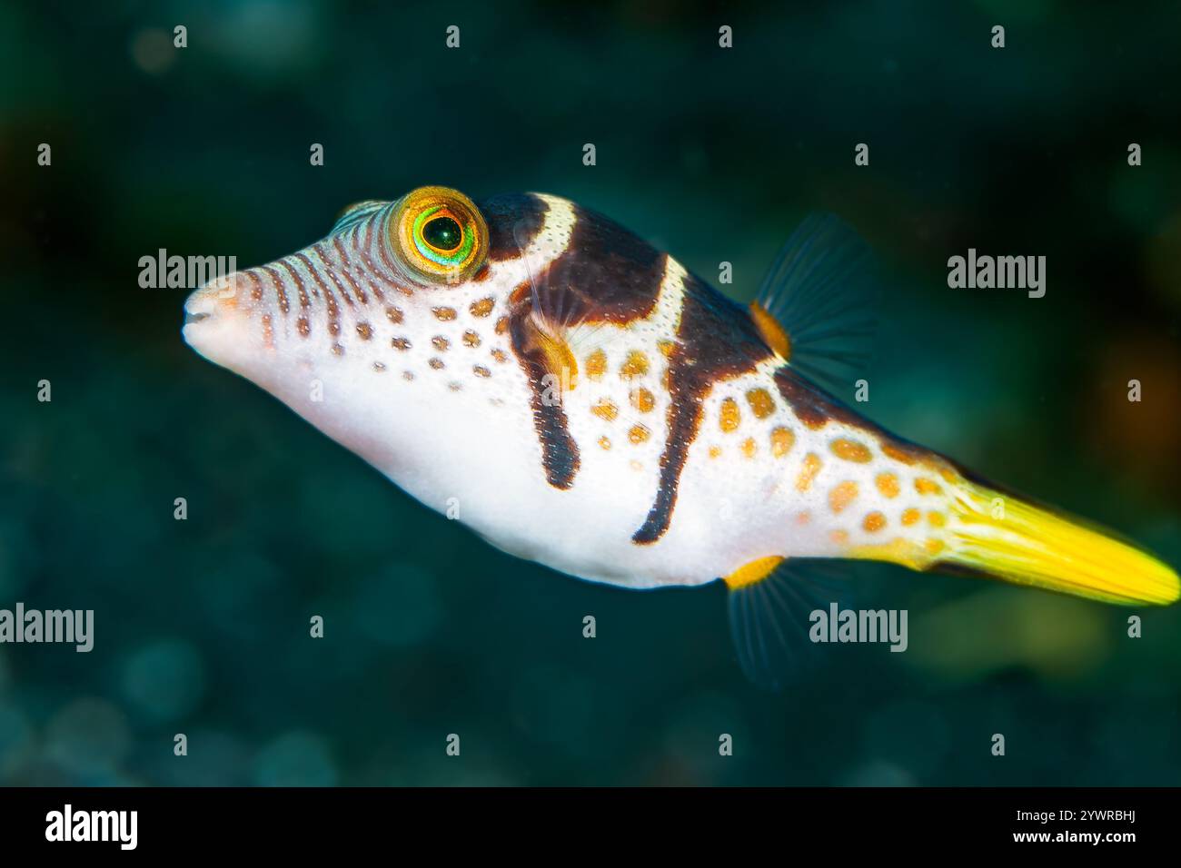 Sharpnosed Puffer (canthigaster valentine) on a coral reef in Bali ...