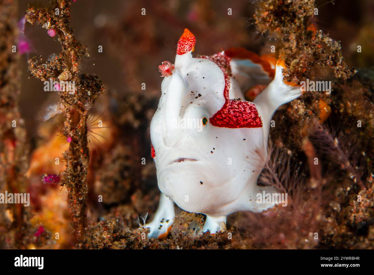Close-up of a cute Clown Frogfish (antennarius maculatus) on a coral ...