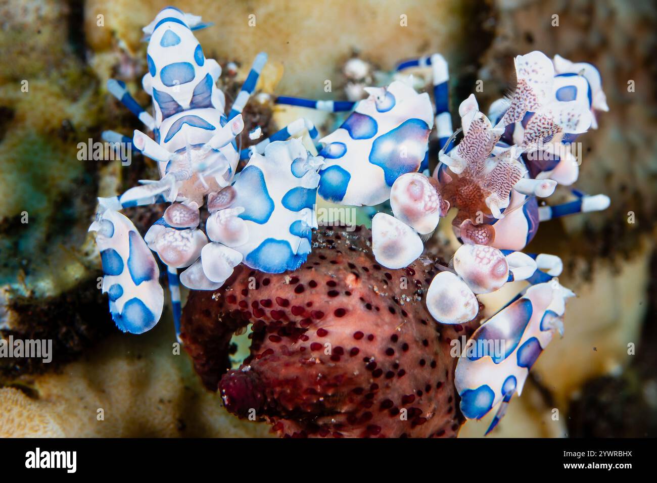 Close-up of a pair of Harlequin Shrimp (Hymenocera picta) on a sponge ...