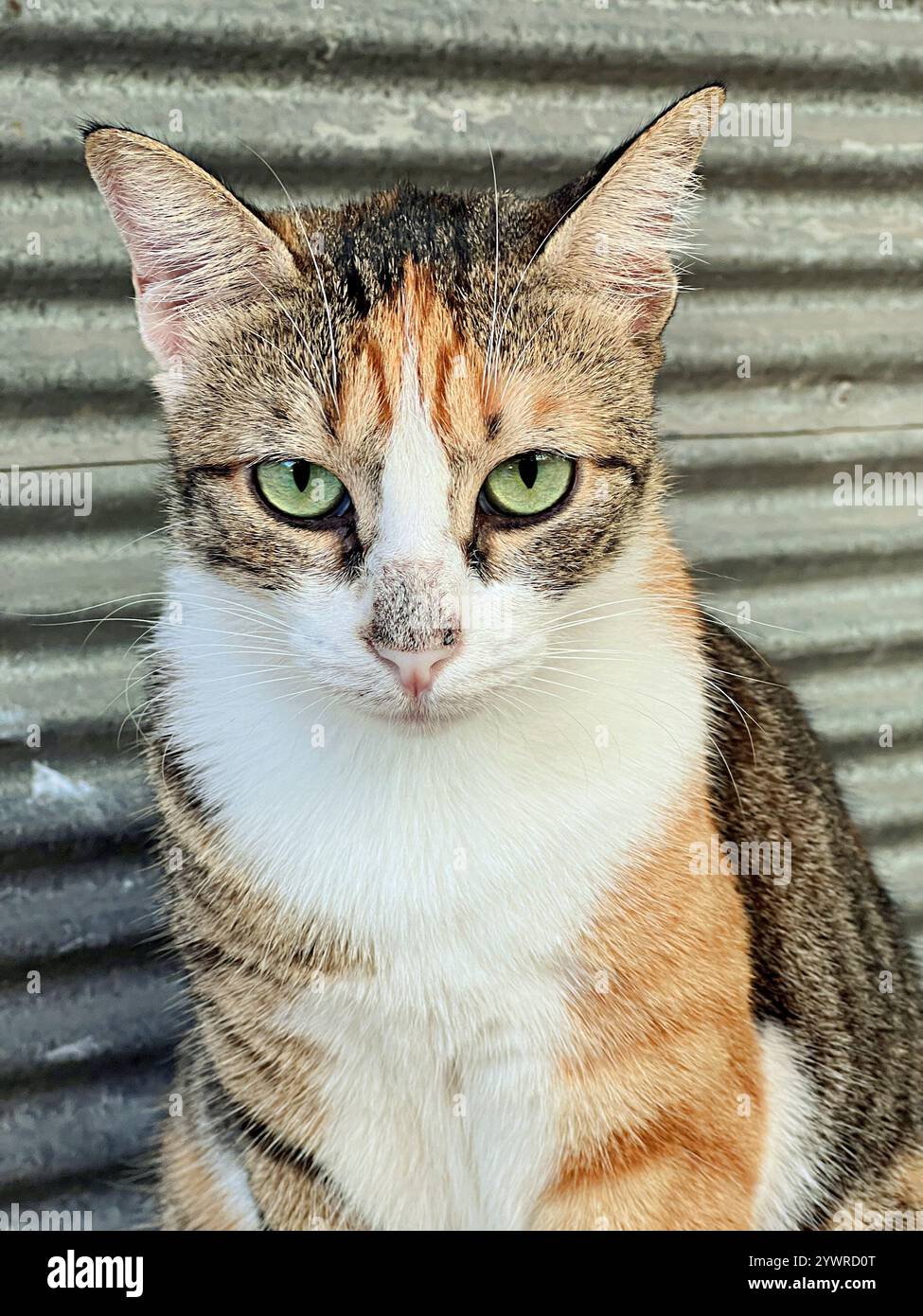 Calico cat poses confidently against a corrugated metal backdrop Stock ...