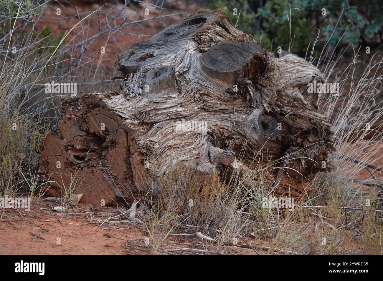Tree Stump in Sedona Arizona Stock Photo - Alamy