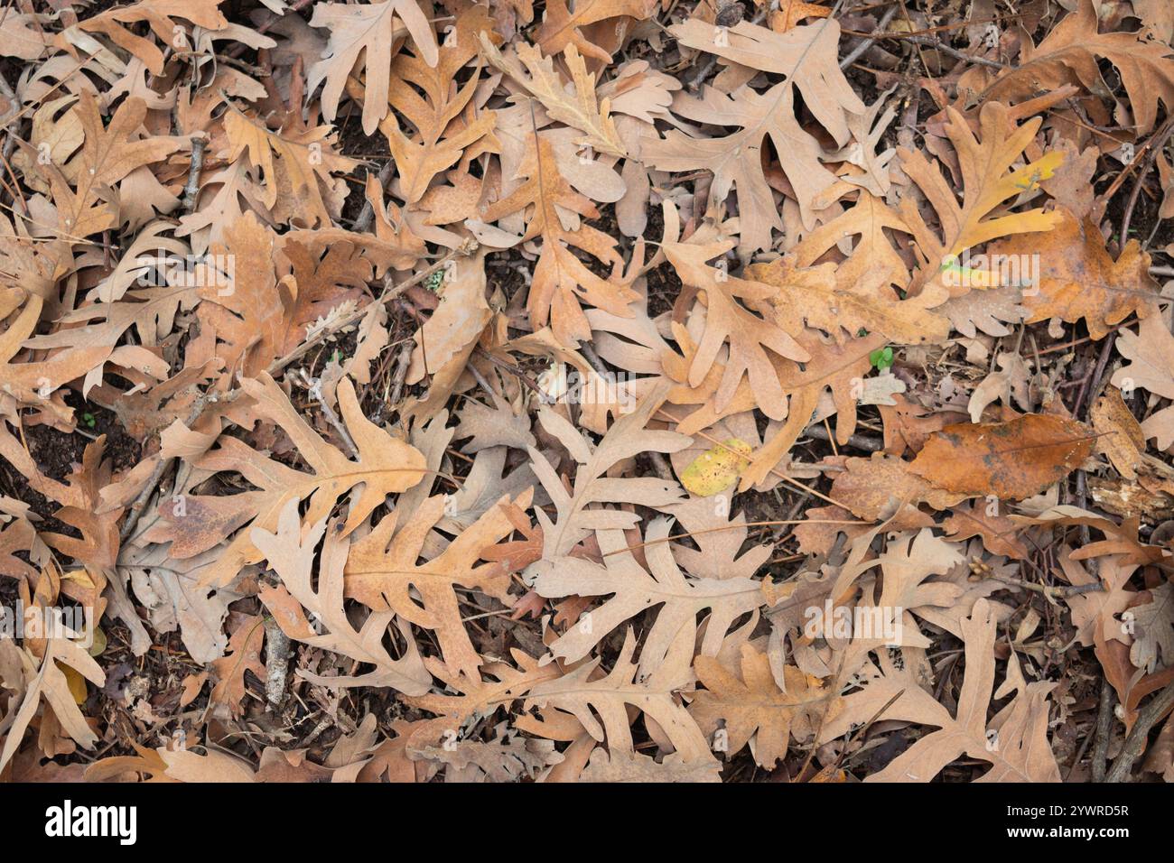 Oak leaves on the floor wallpaper Stock Photo - Alamy