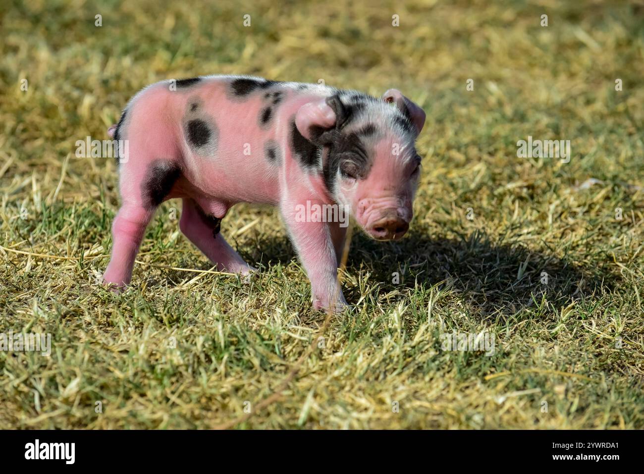 Piglet newborn baby, in farm landscape Stock Photo - Alamy