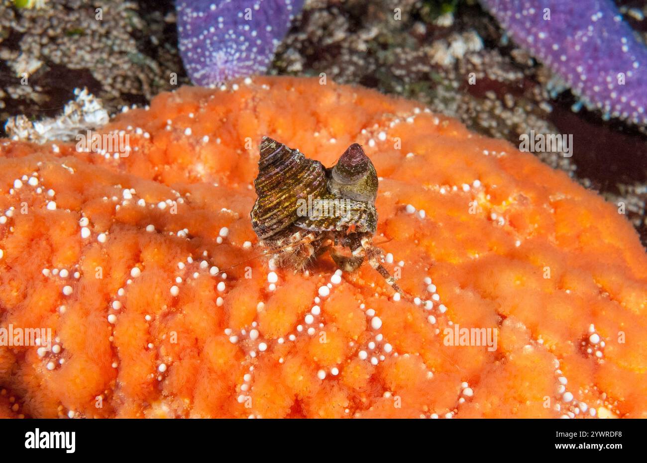 Hooked slippersnail hi-res stock photography and images - Alamy
