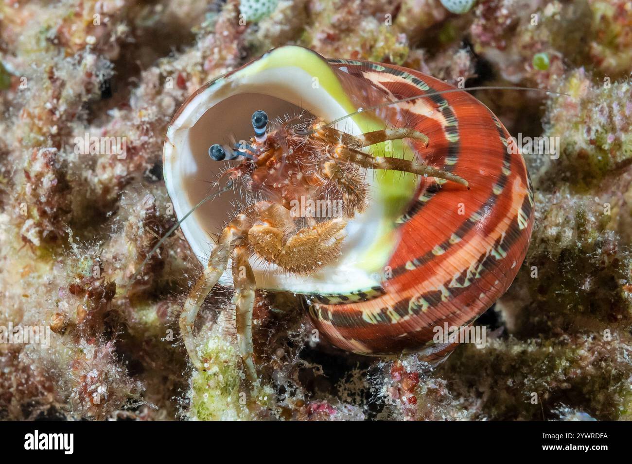 hairy hermit crab, Pagurus species, in tapestry turban shell, Turbo ...