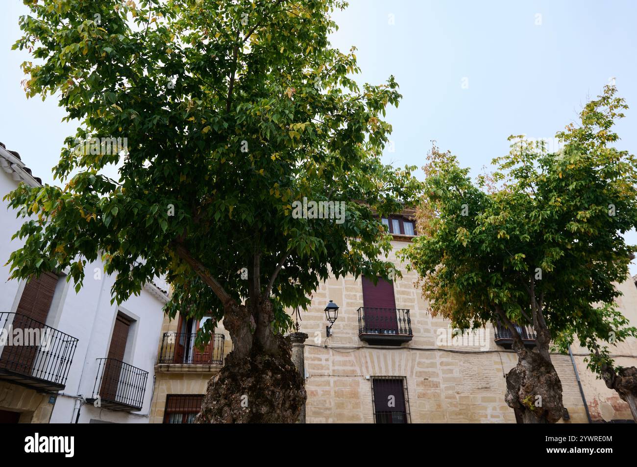 A picturesque European street scene featuring two large trees and ...