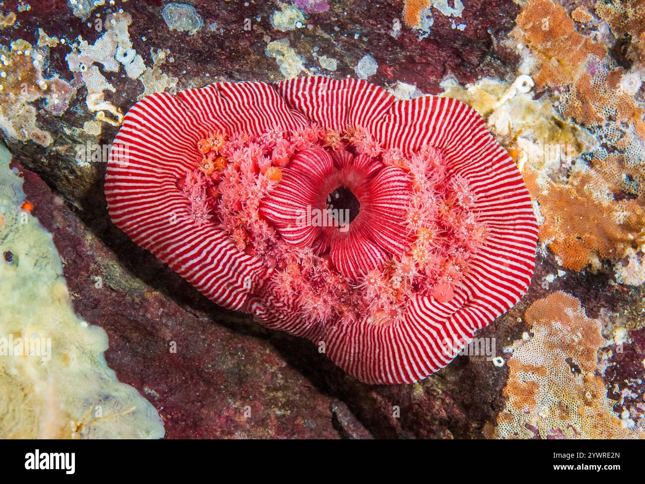 brooding anemones, Epiactis prolifera, with young, San Juan Islands ...