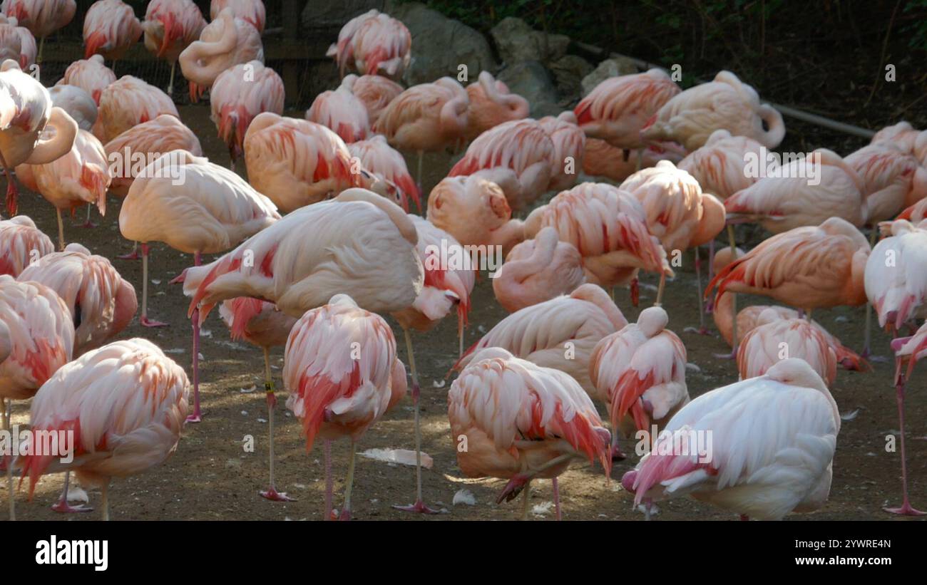 Los Angeles, California, USA 6th December 2024 Flamingos at LA Zoo on ...
