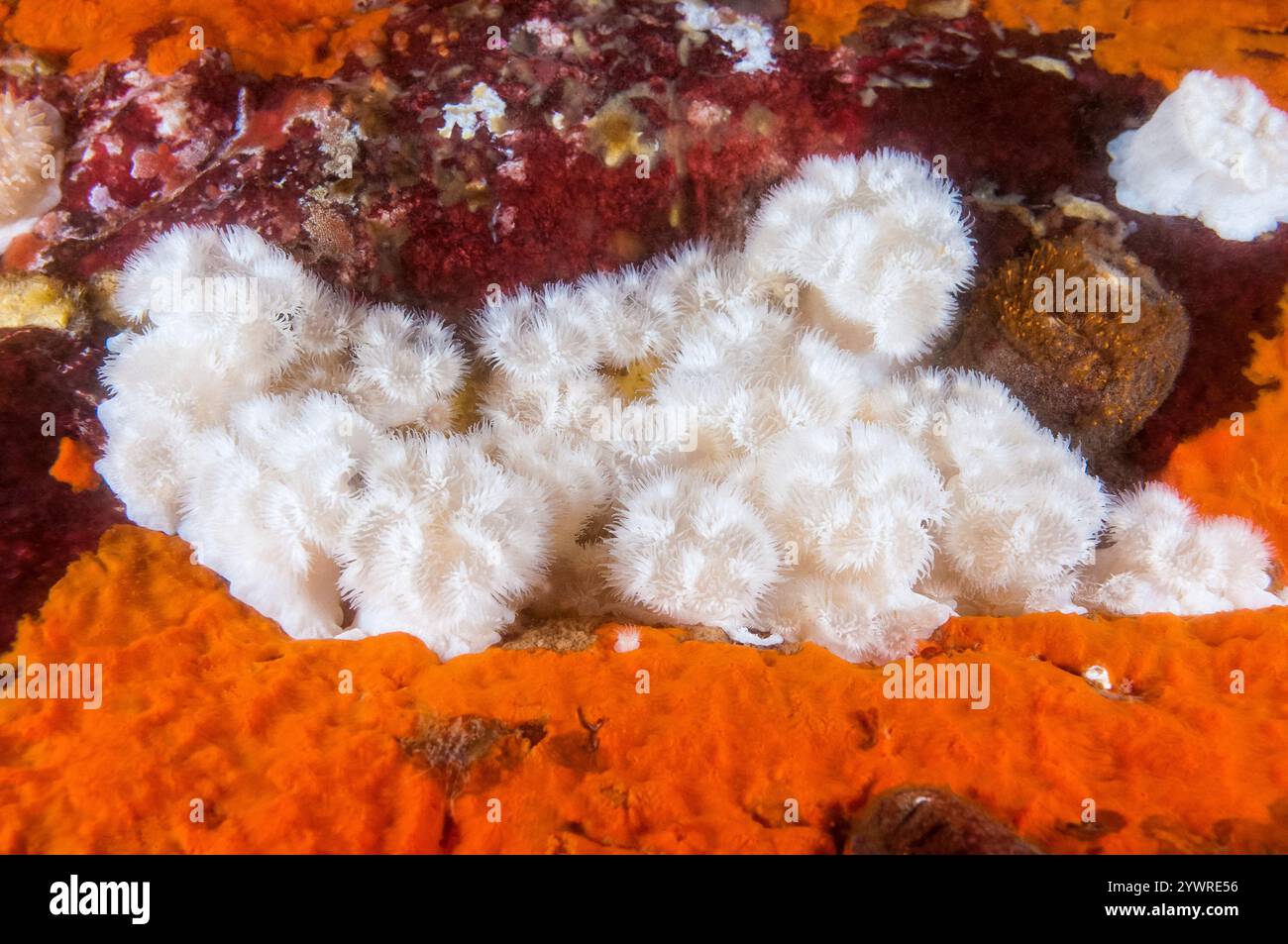 Red velvet sponge ophlitaspongia pennata hi-res stock photography and ...
