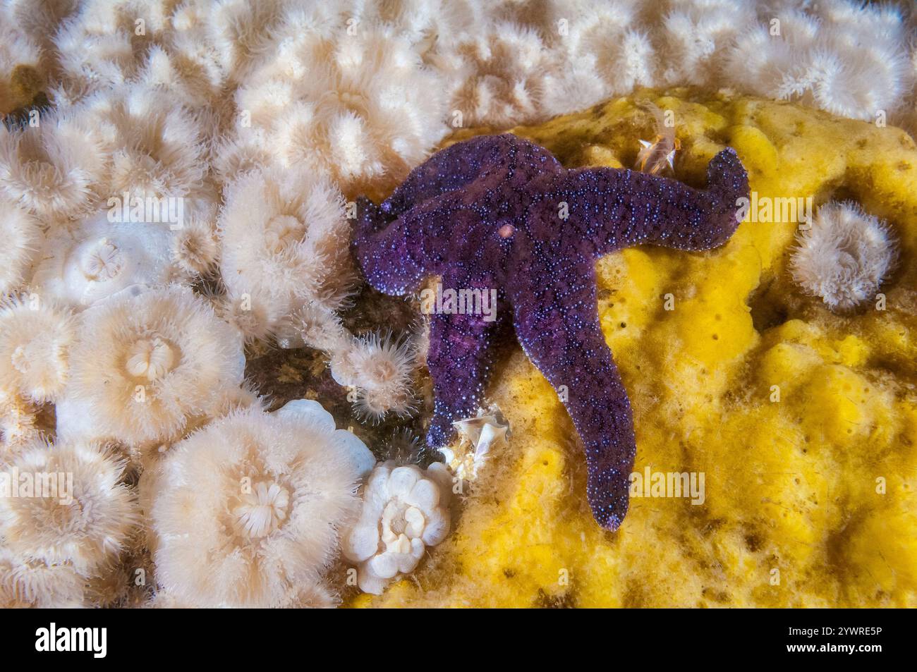 ochre seastar Pisaster ochraceous, frilled anemones, Metridium senile ...