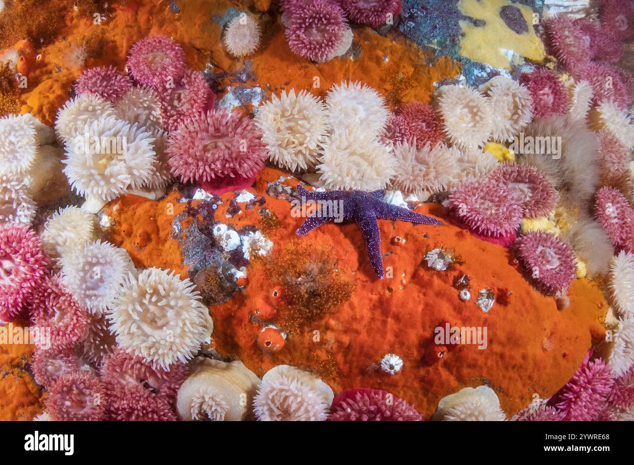 painted anemone, Urticina grebelnyi, purple sea star, Pisaster ...