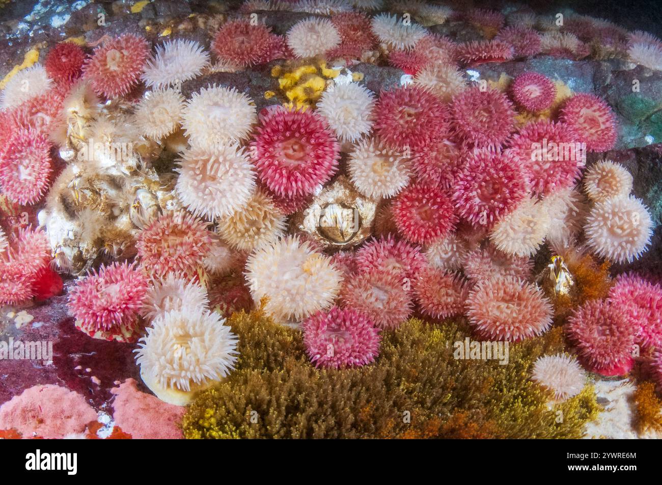 painted anemone, Urticina grebelnyi, giant acorn barnacles, Balanus ...