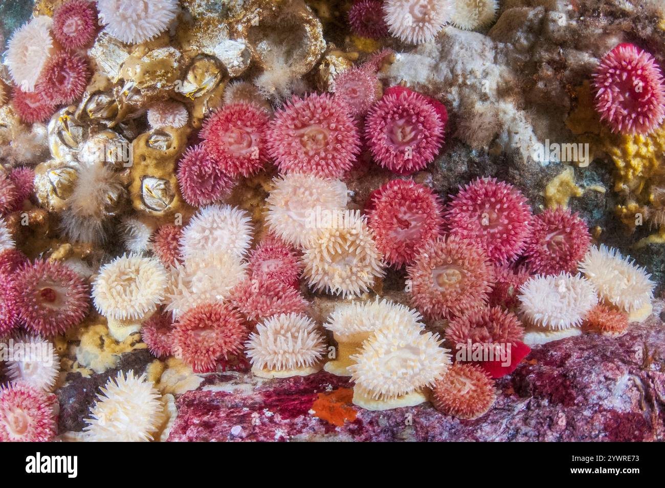 painted anemone, Urticina grebelnyi, giant acorn barnacles, Balanus ...
