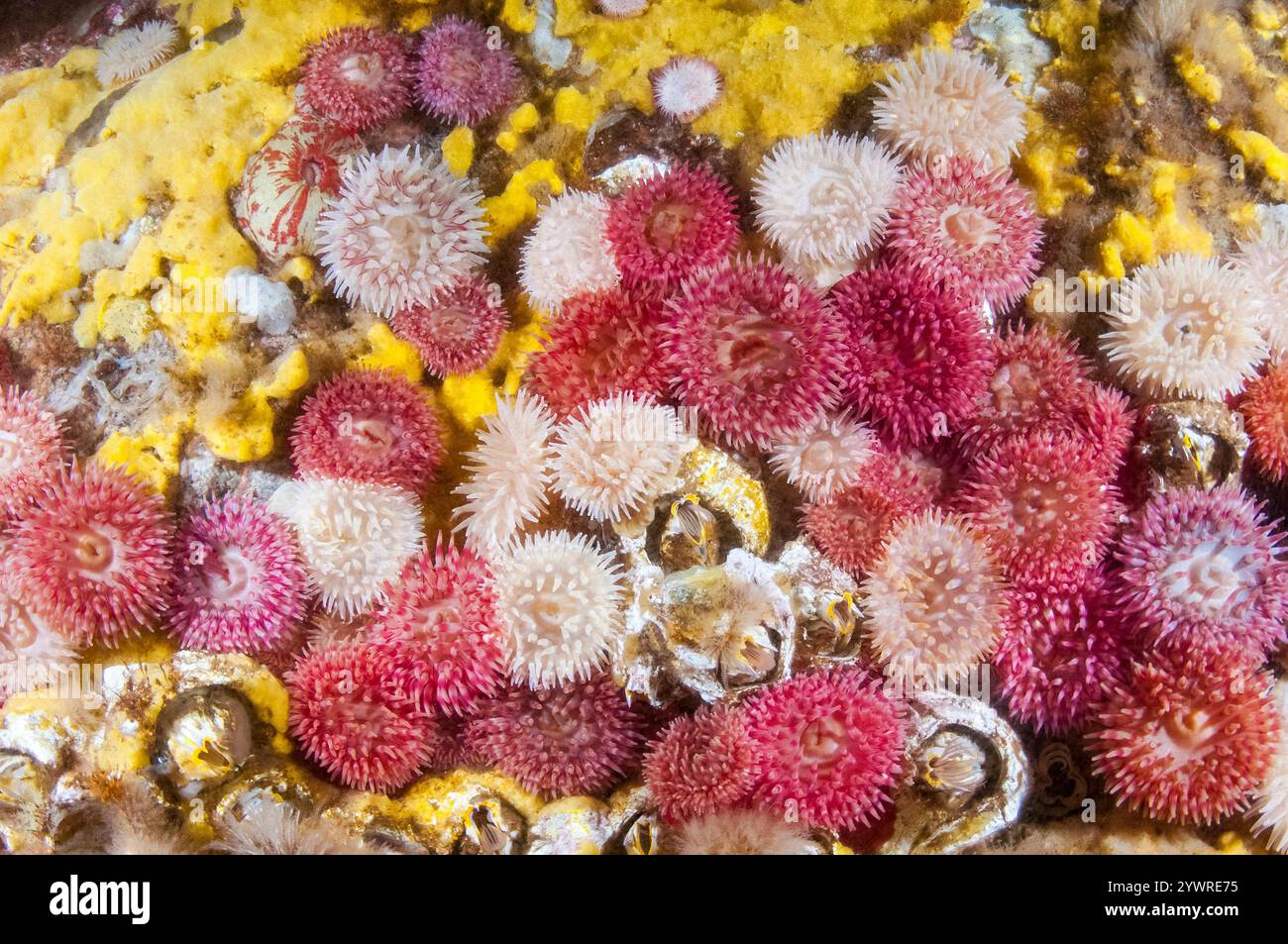 painted anemone, Urticina grebelnyi, giant acorn barnacles, Balanus ...