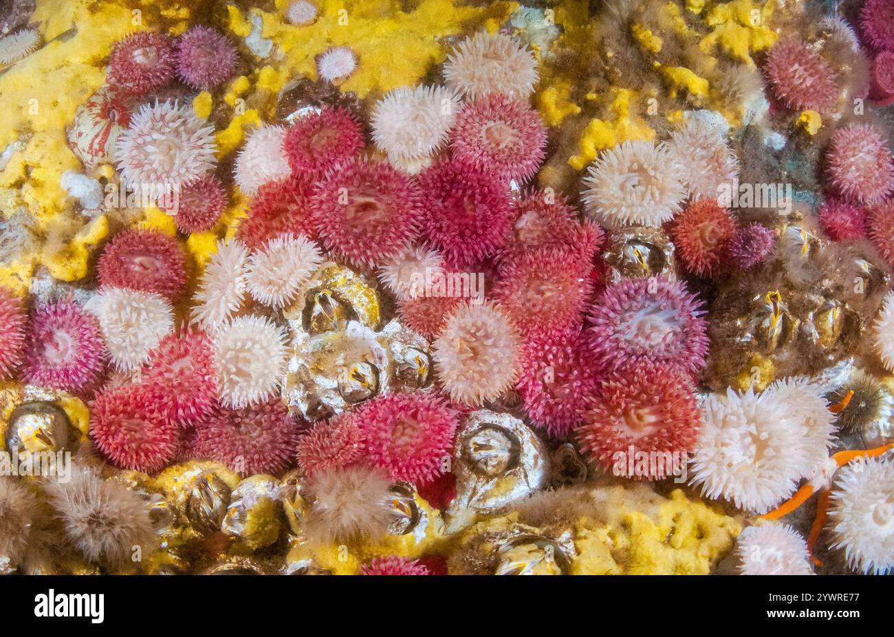 painted anemone, Urticina grebelnyi, giant acorn barnacles, Balanus ...