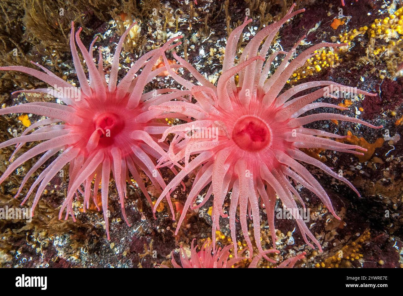 Fish eating sea anemone hi-res stock photography and images - Alamy