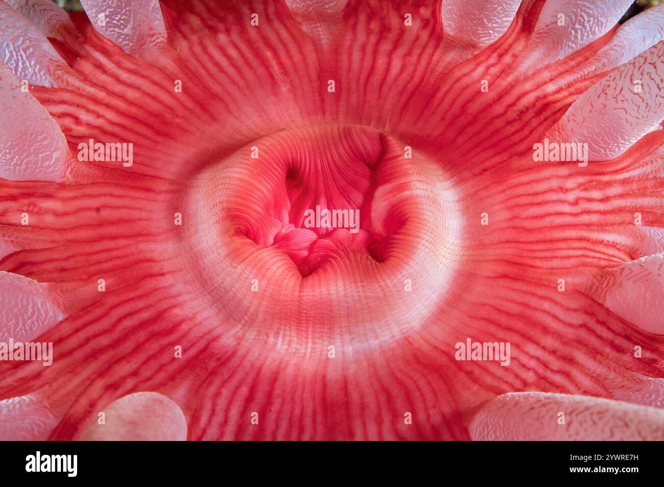 fish-eating anemone, Cribinopsis fernaldi, Skookumchuck Narrows ...