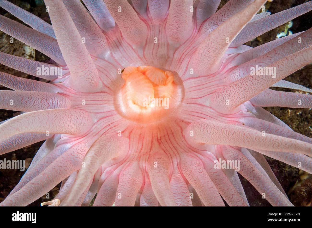 Sea anemone eating a fish hi-res stock photography and images - Alamy