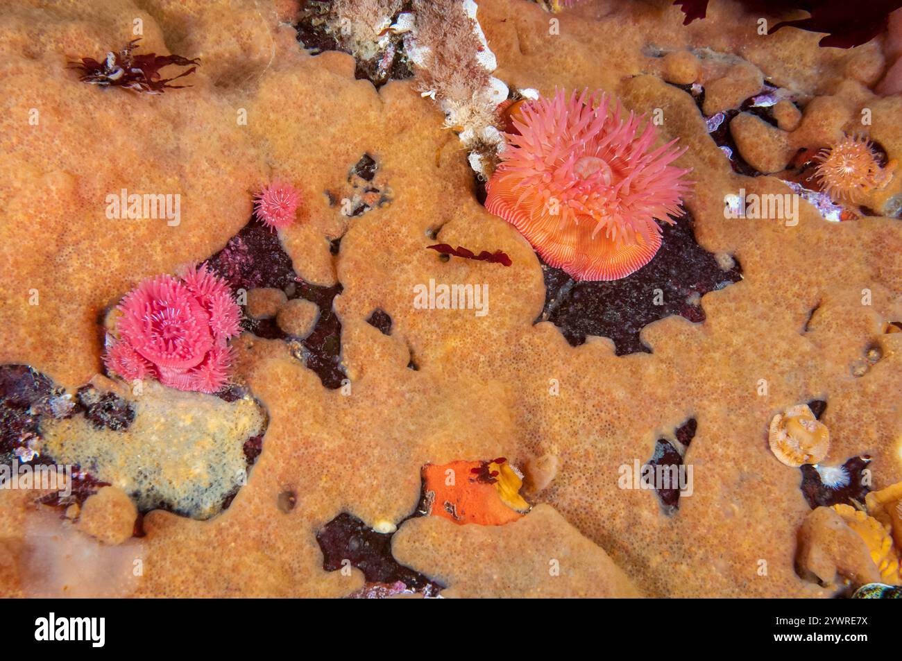 Species of sea squirt hi-res stock photography and images - Alamy
