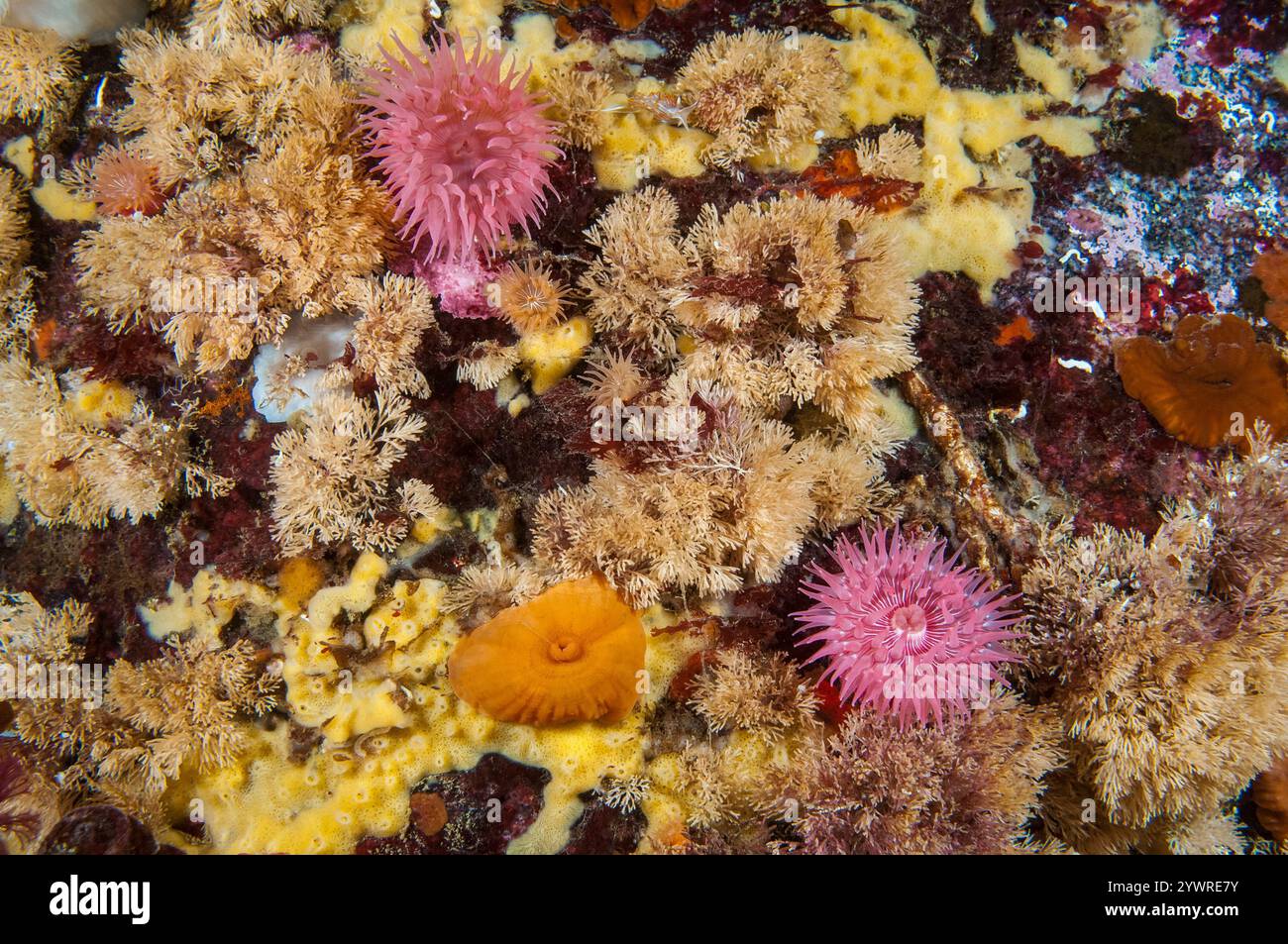 White of bryozoa hi-res stock photography and images - Alamy