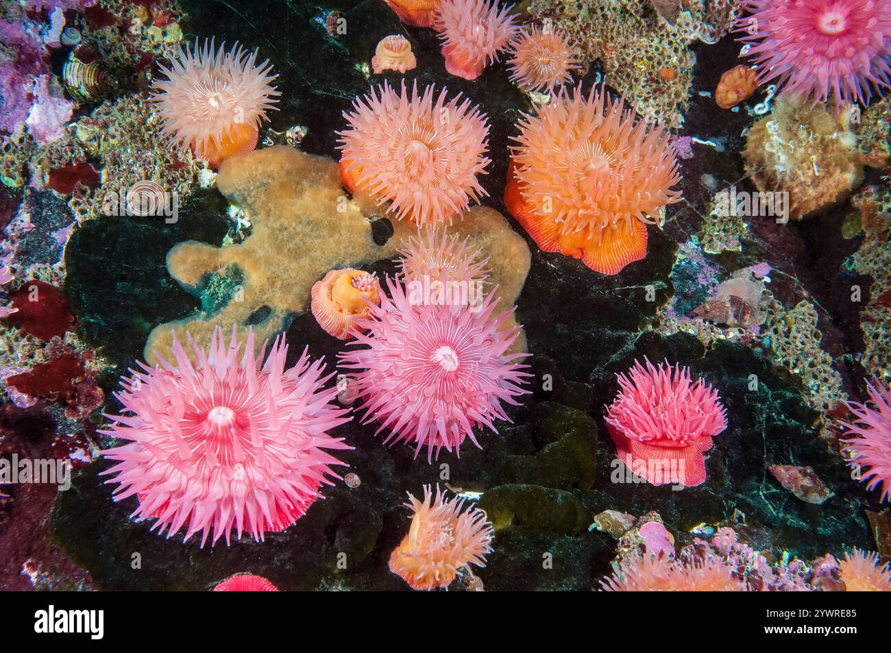 Smooth spongy cushion hi-res stock photography and images - Alamy